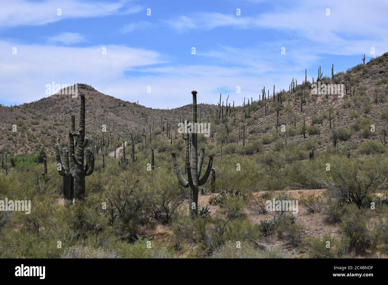 Scenic Arizona desert landscape Stock Photo - Alamy