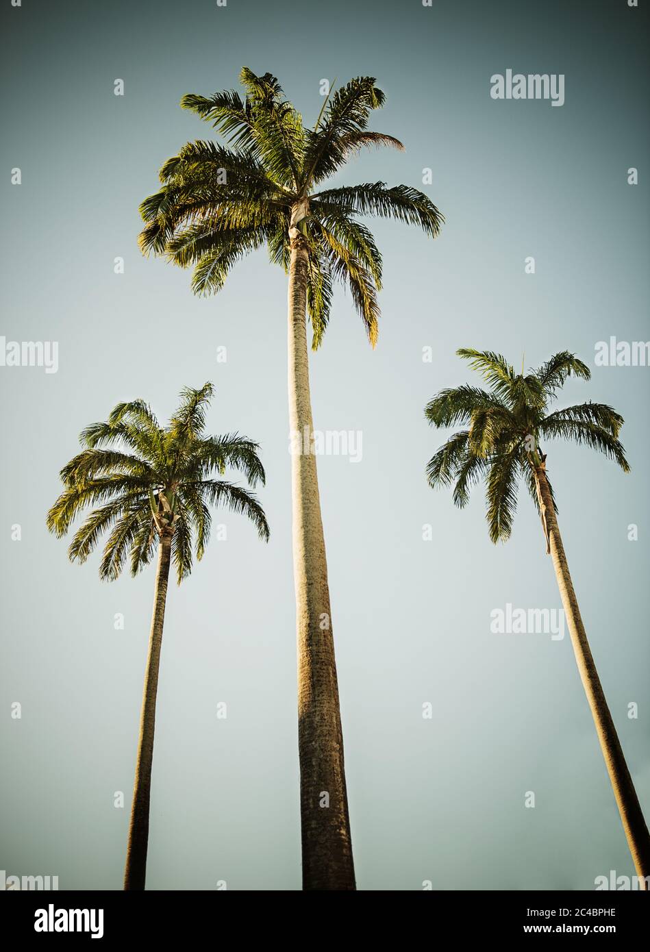 Brazil trees hi-res stock photography and images - Alamy