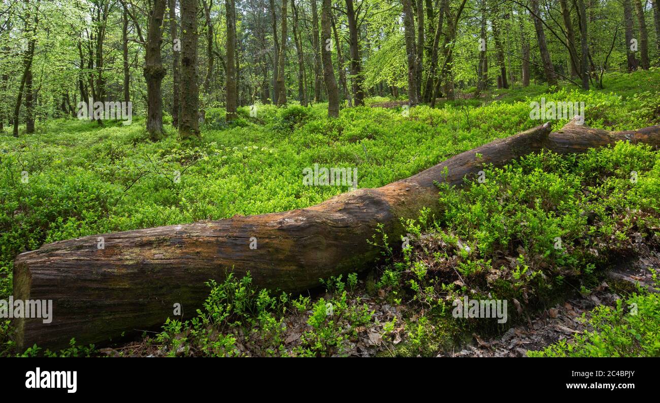 fallen tree trunk lying in green under-planting with woodland ...