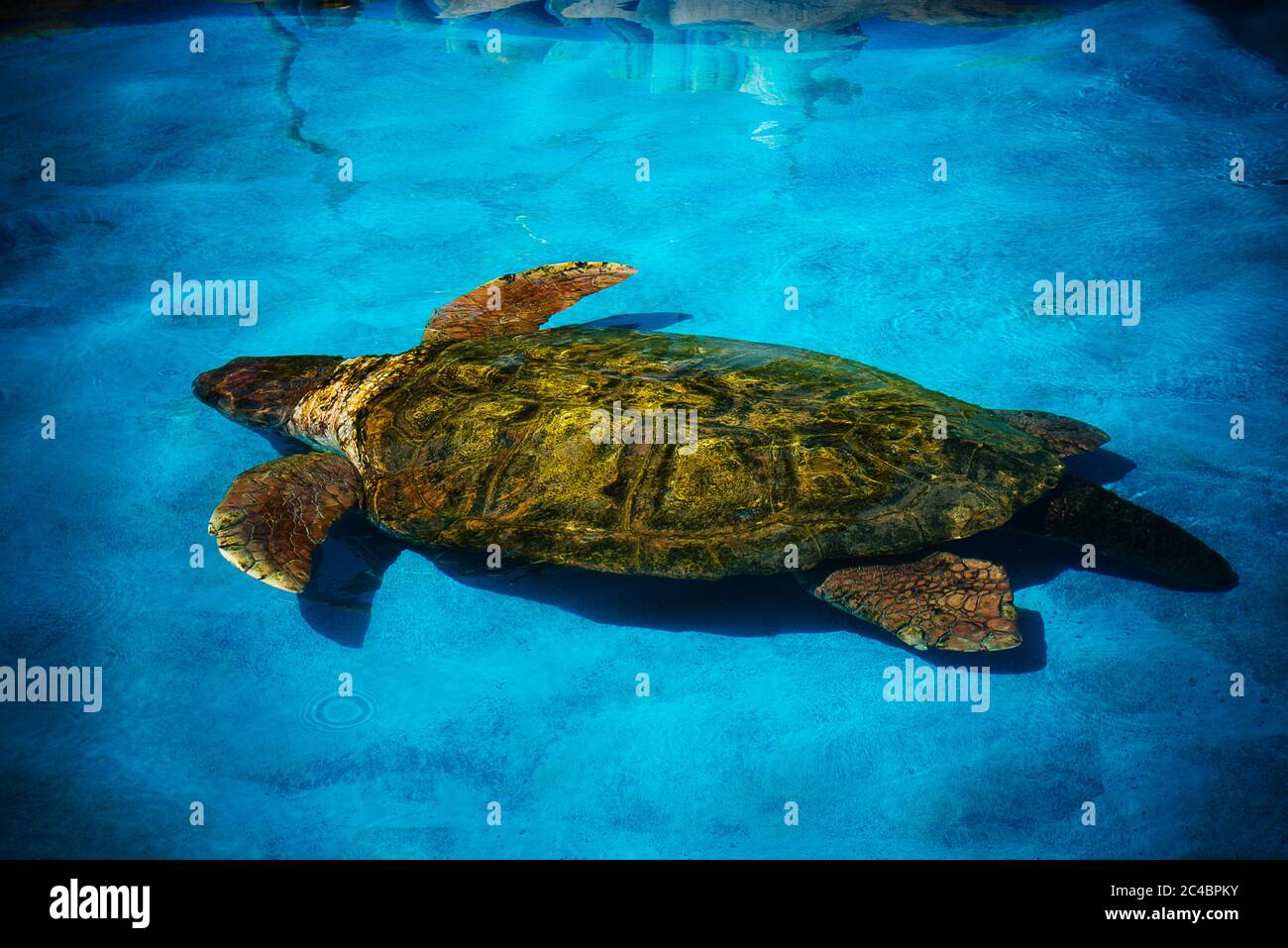 sea turtle swimming in water, Brazil Stock Photo - Alamy
