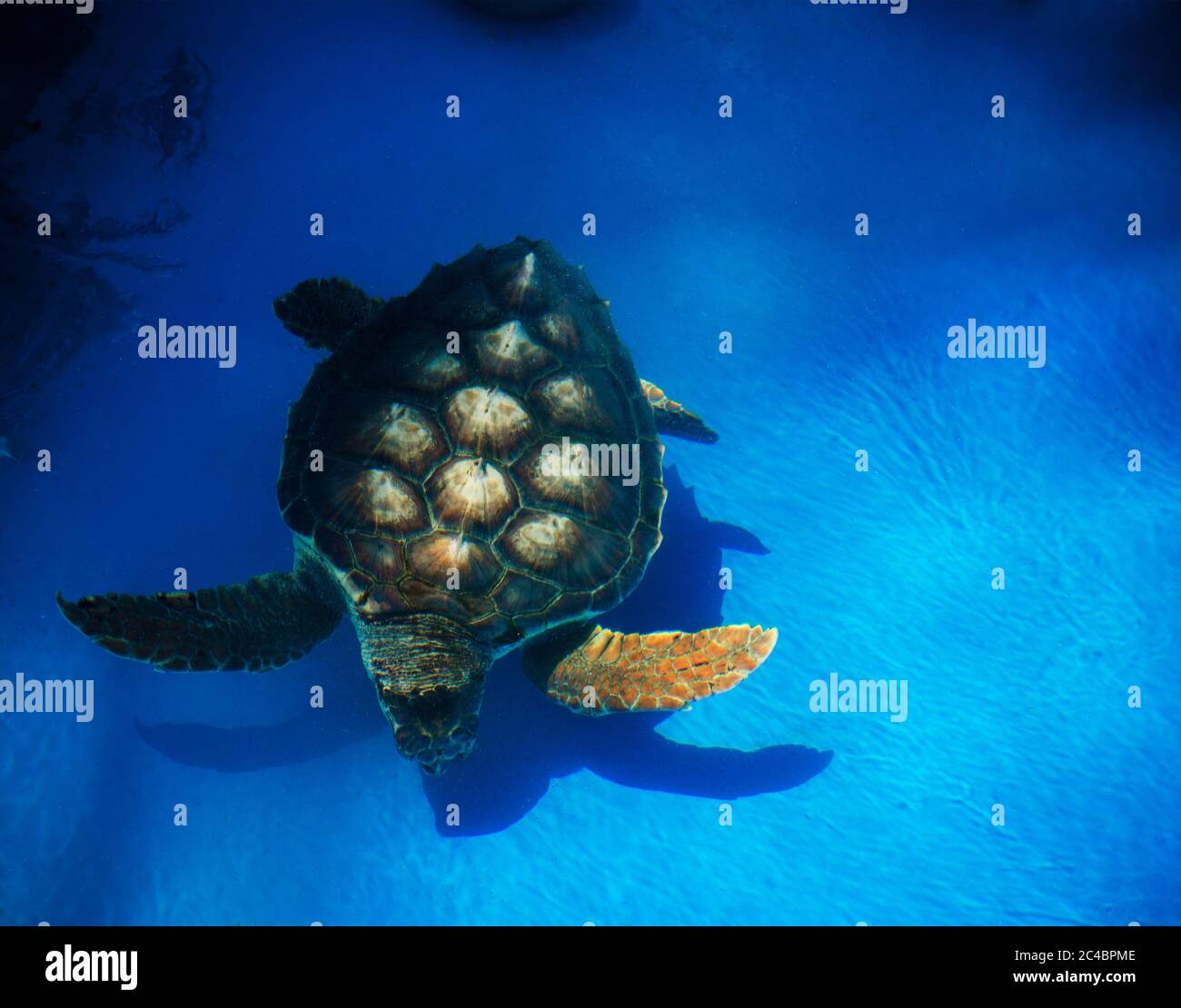 sea turtle swimming in water, Brazil Stock Photo - Alamy