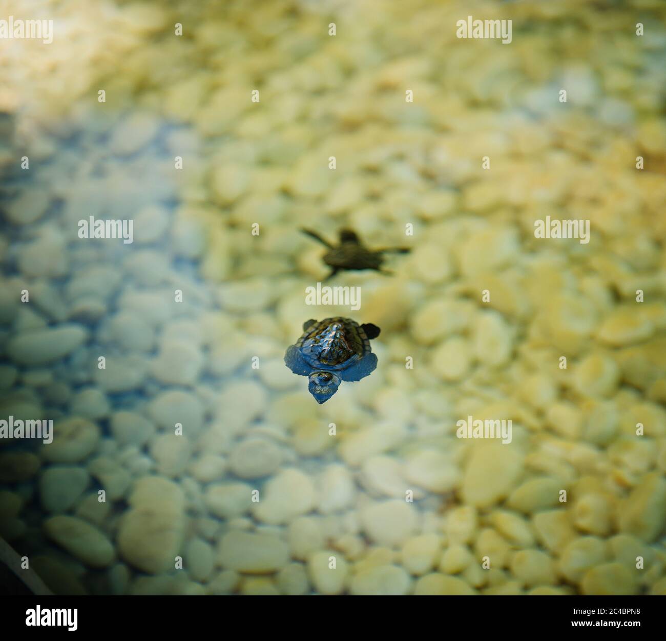 Baby sea turtles swimming in a pool, Brazil Stock Photo - Alamy