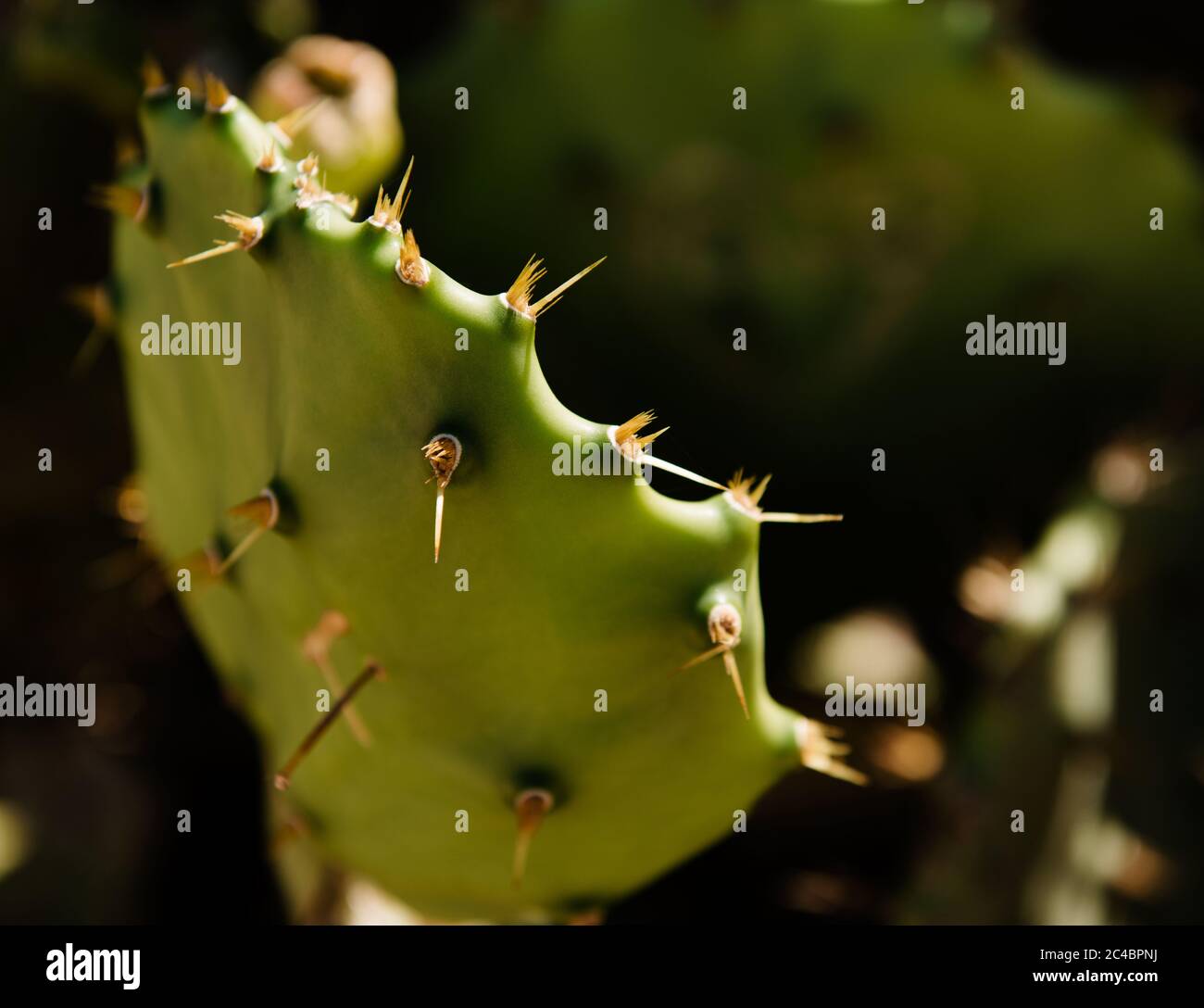 Brazil cactus hi-res stock photography and images - Alamy