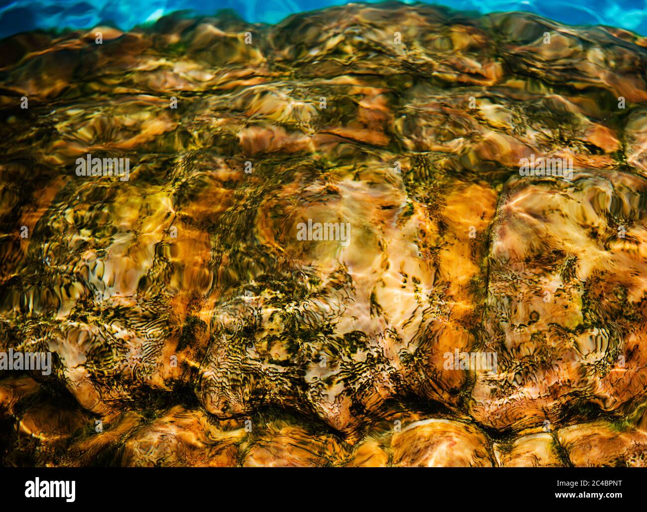 Sea turtle shell close up hi-res stock photography and images - Alamy
