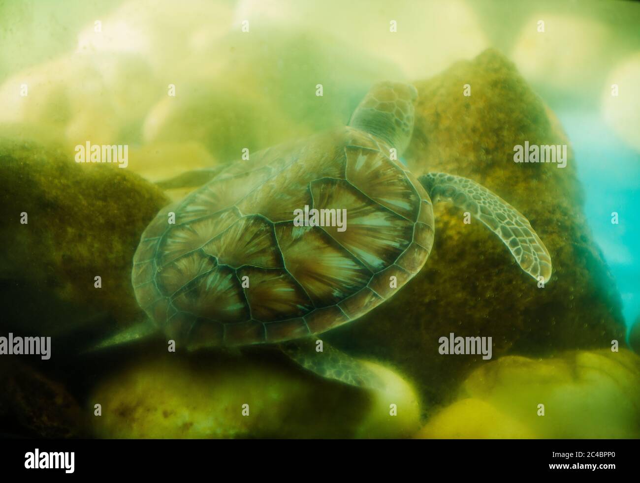 sea turtle swimming in water, Brazil Stock Photo - Alamy