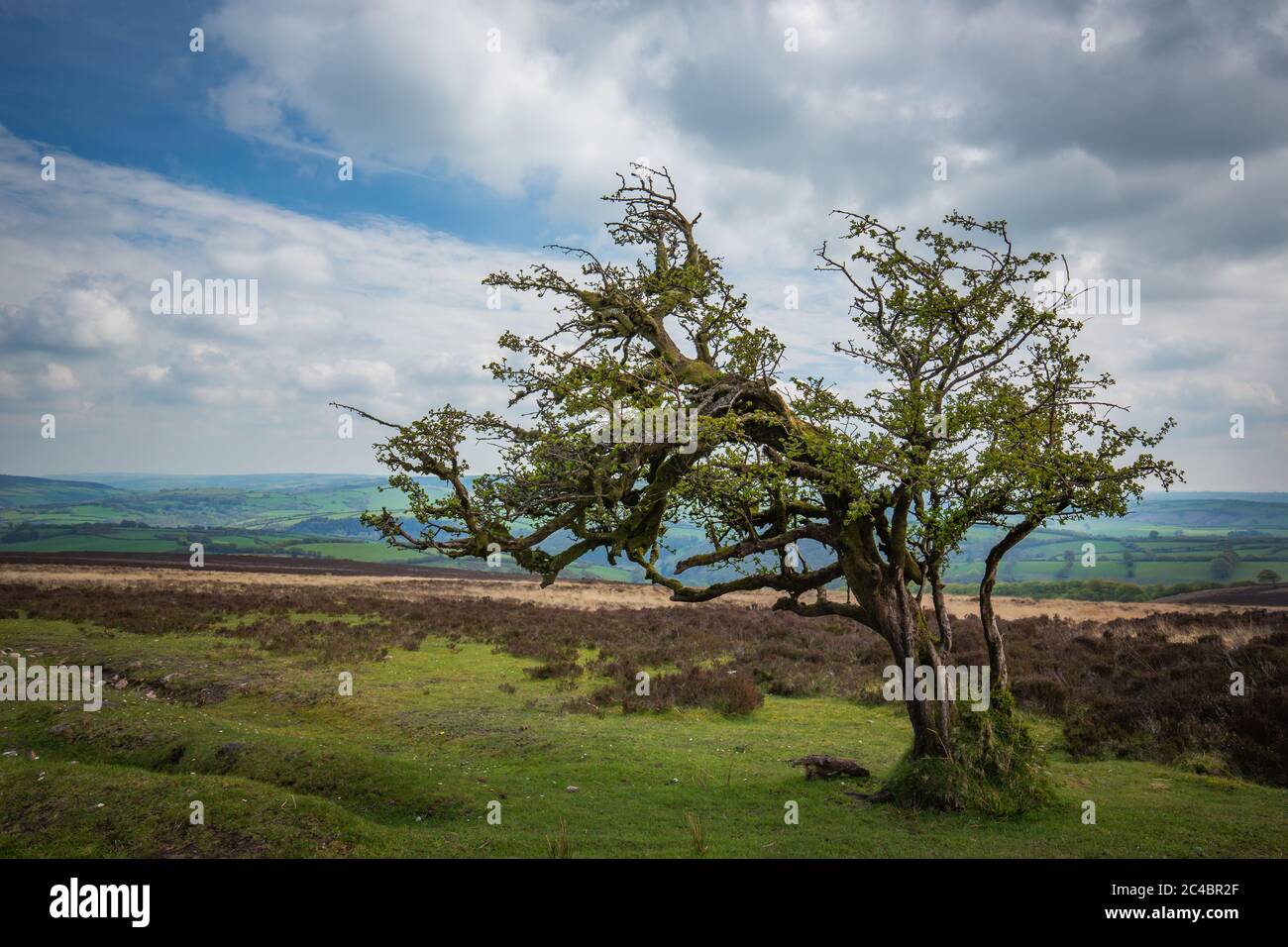 Windswept tree on dartmoor hi-res stock photography and images - Alamy