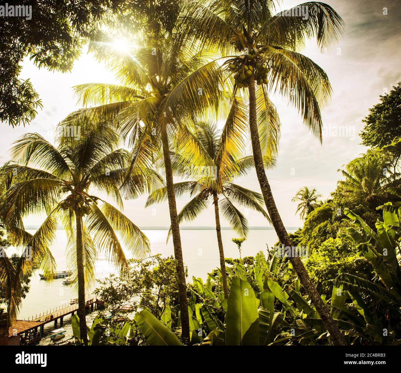 Sunlight shining through palm trees on the coast of Morro de sao paulo ...