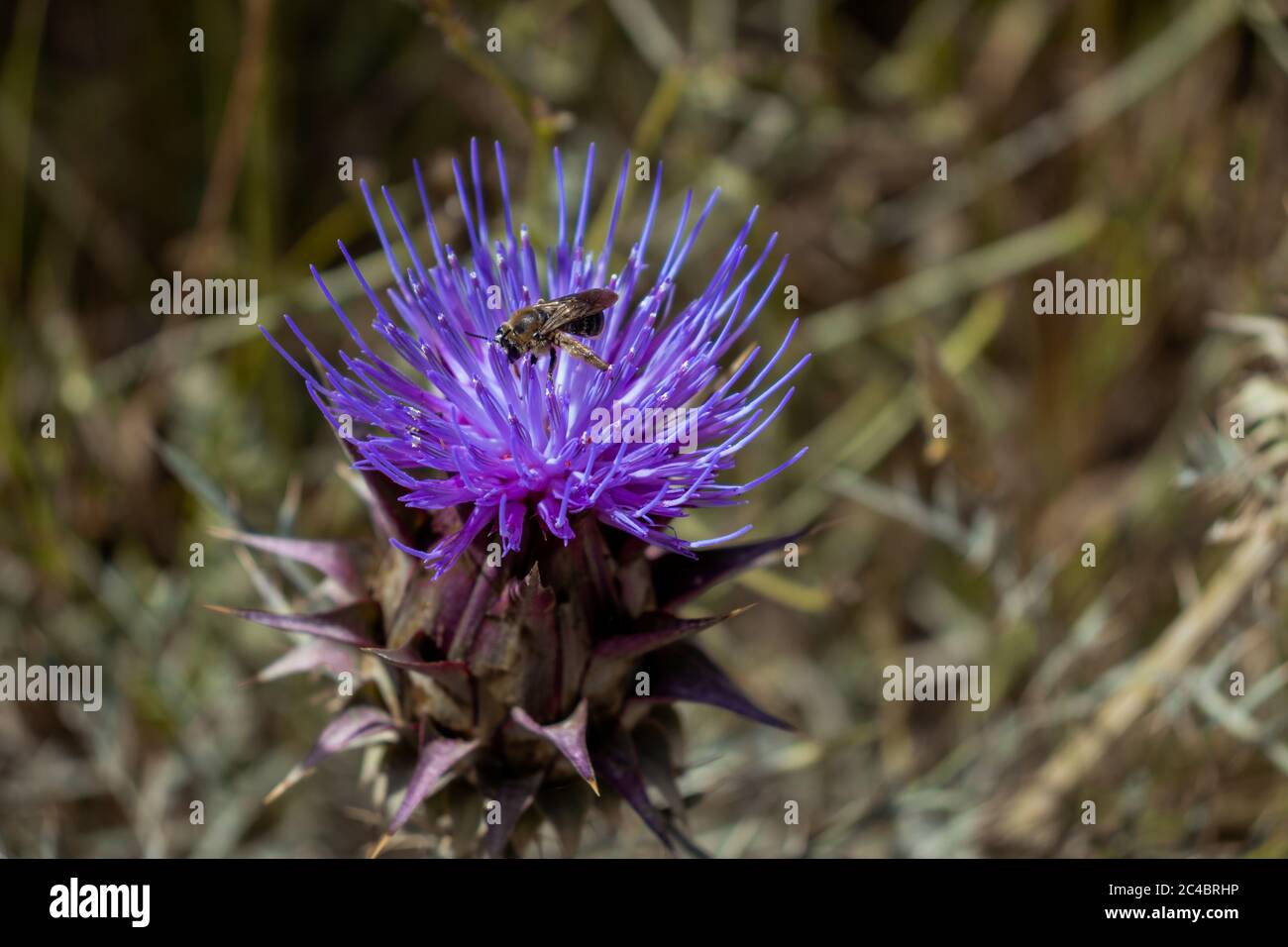 Bee landed on flower Stock Photo - Alamy