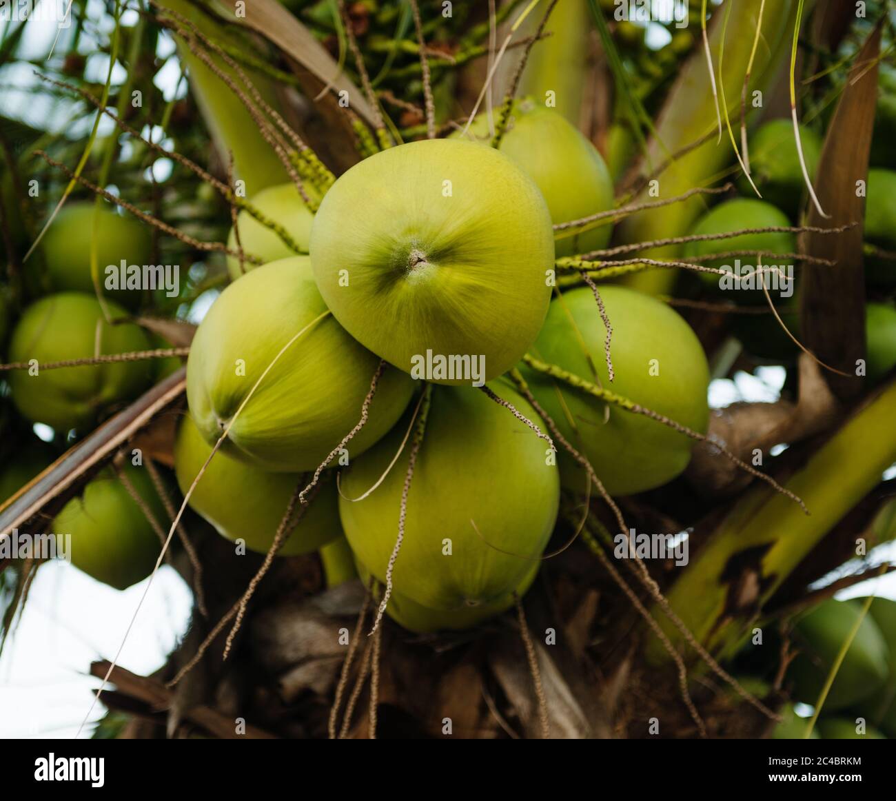Coconut tree fruit hi-res stock photography and images - Alamy