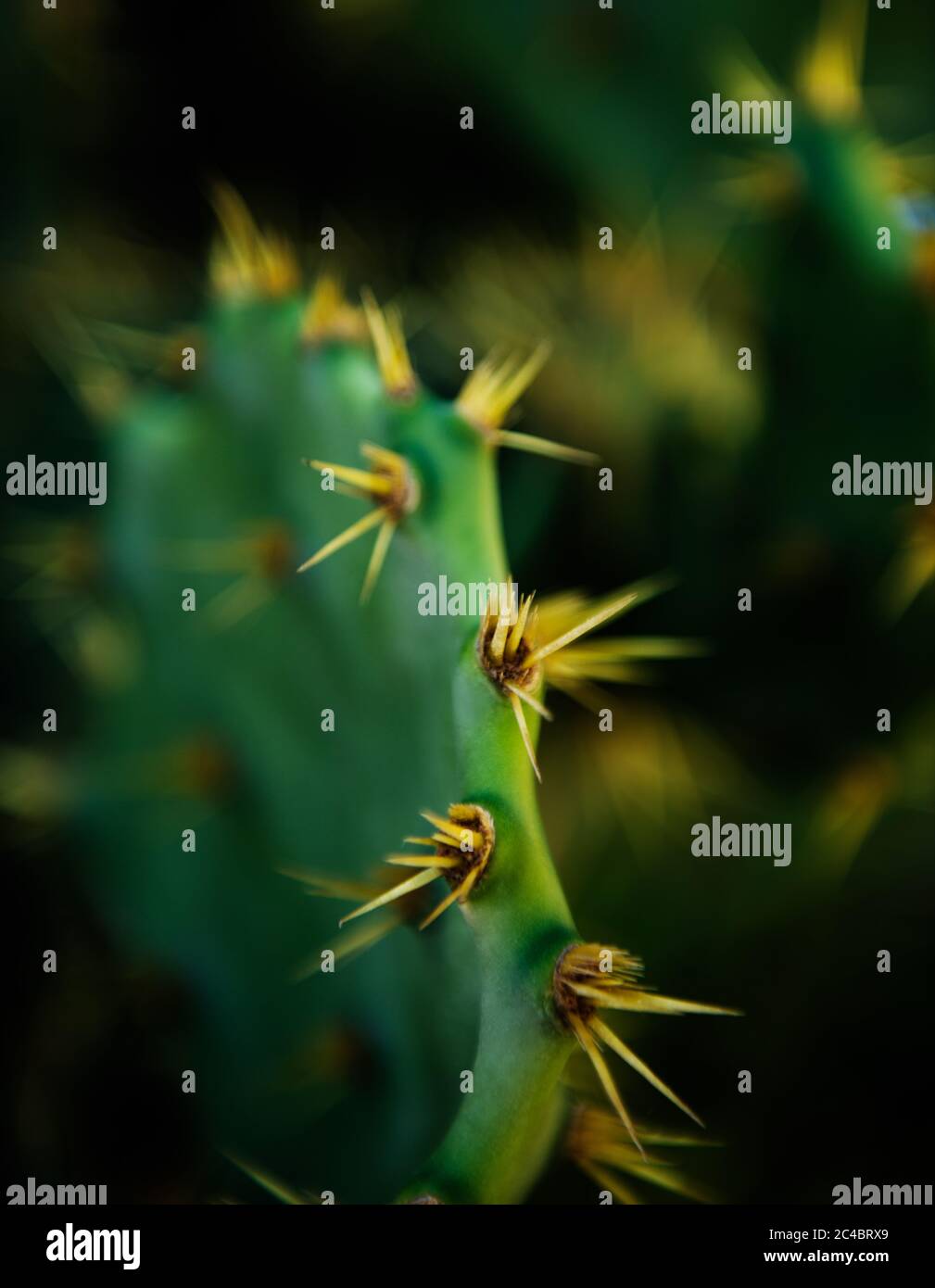 Flora de cactus hi-res stock photography and images - Alamy