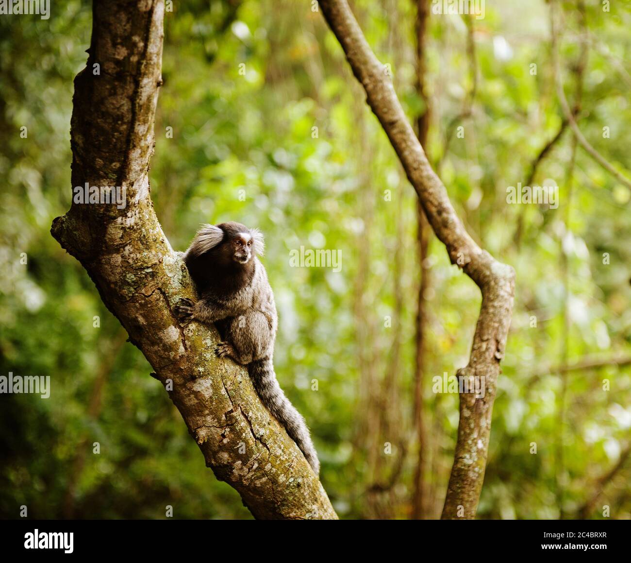 Marmoset monkey along the trail up sugarloaf mountain, Rio de Janeiro ...