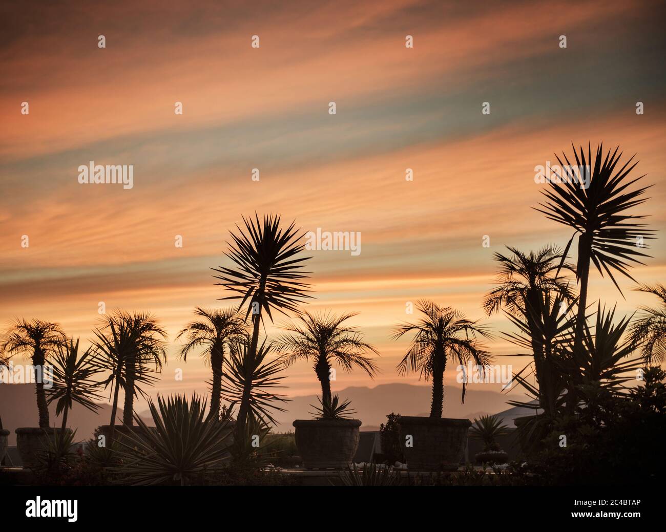 Brazil trees hi-res stock photography and images - Alamy