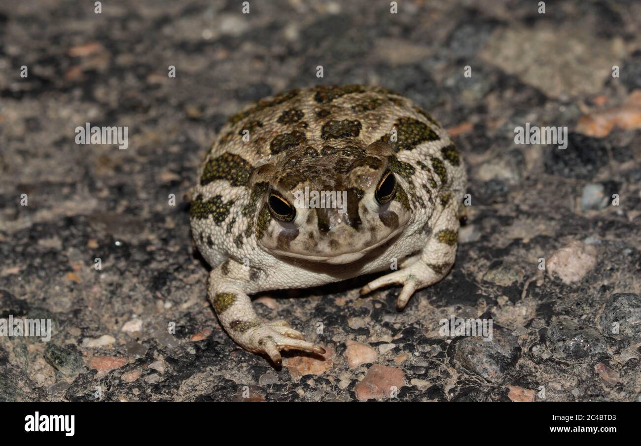 Great Plains Toad (Anaxyrus cognatus) from Morgan County, Colorado, USA ...