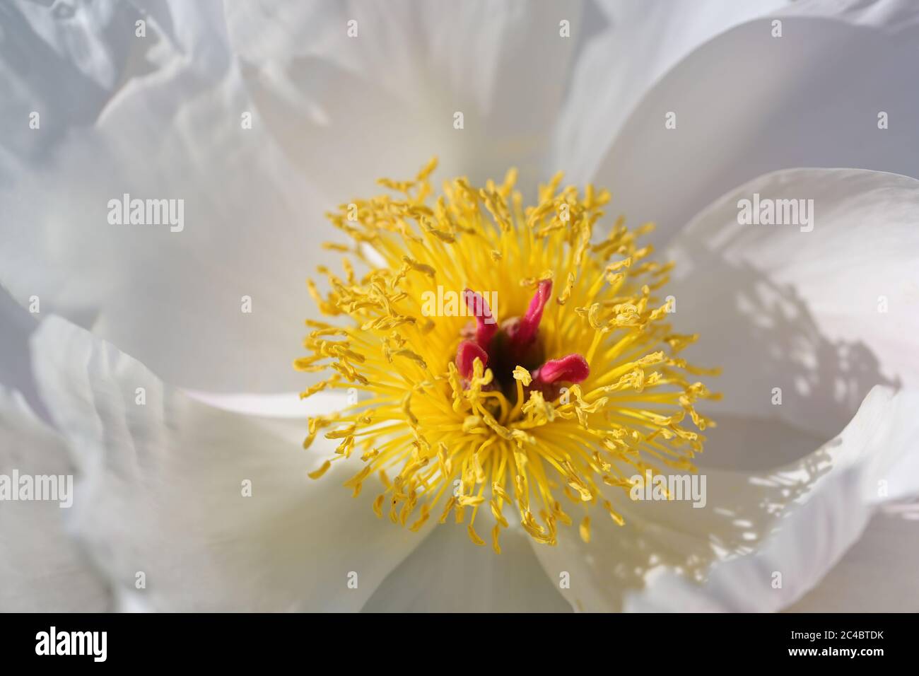 Red pistils hi-res stock photography and images - Alamy