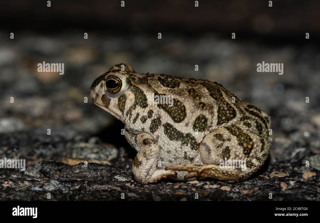 Great Plains Toad (Anaxyrus cognatus) from Morgan County, Colorado, USA ...