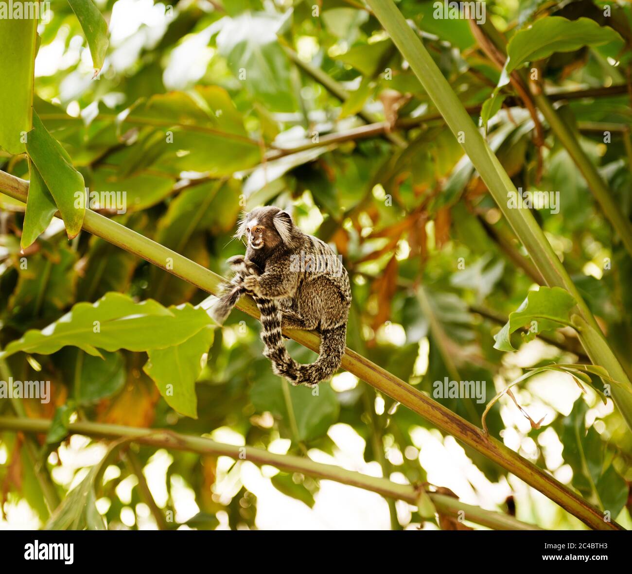 Marmoset monkey hi-res stock photography and images - Alamy