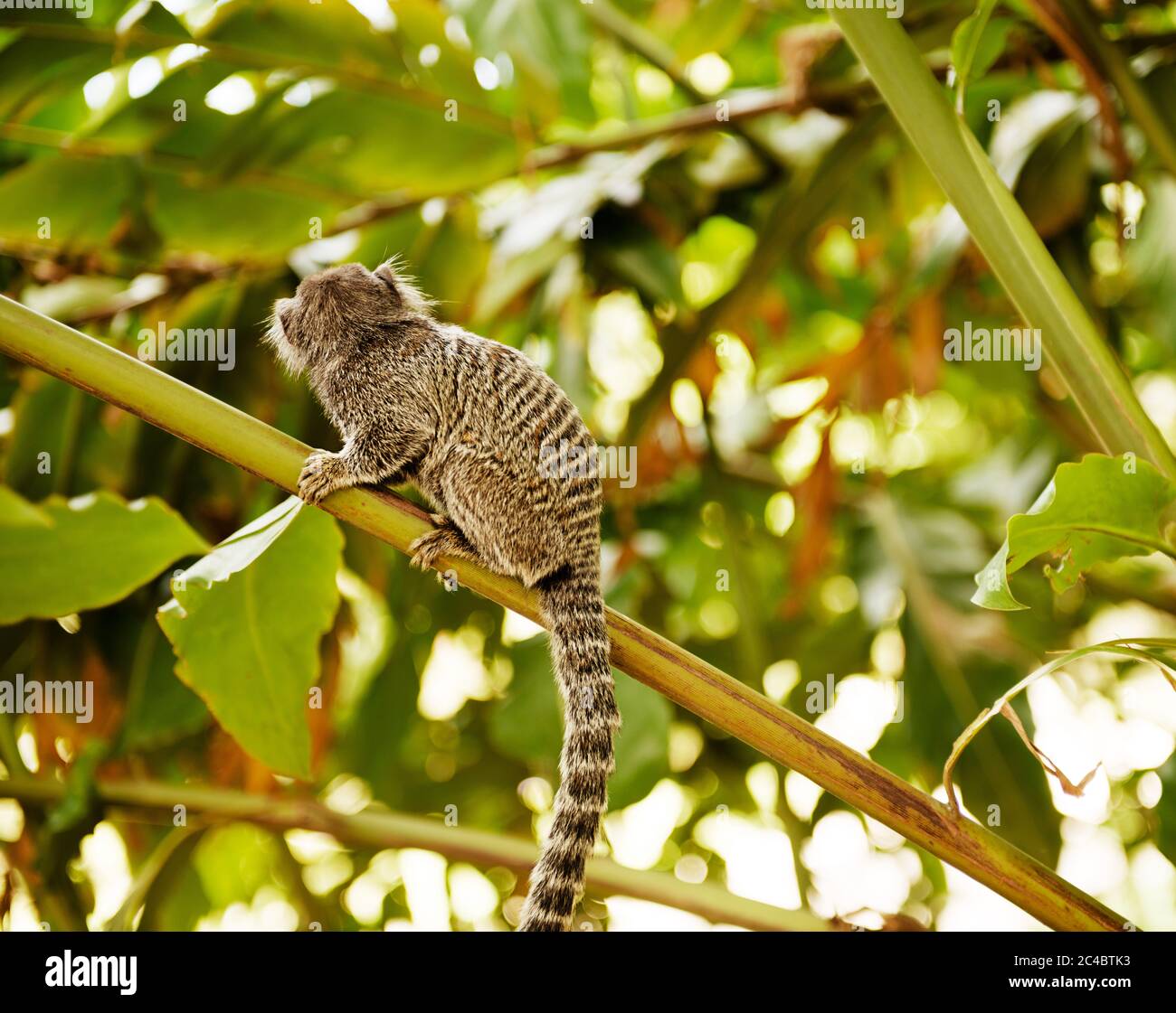 Marmoset monkey along the trail up sugarloaf mountain, Rio de Janeiro ...