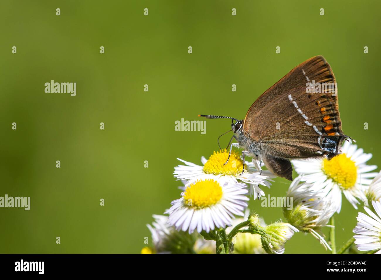 blue-spot hairstreak (Strymonidia spini, Satyrium spini), on white ...