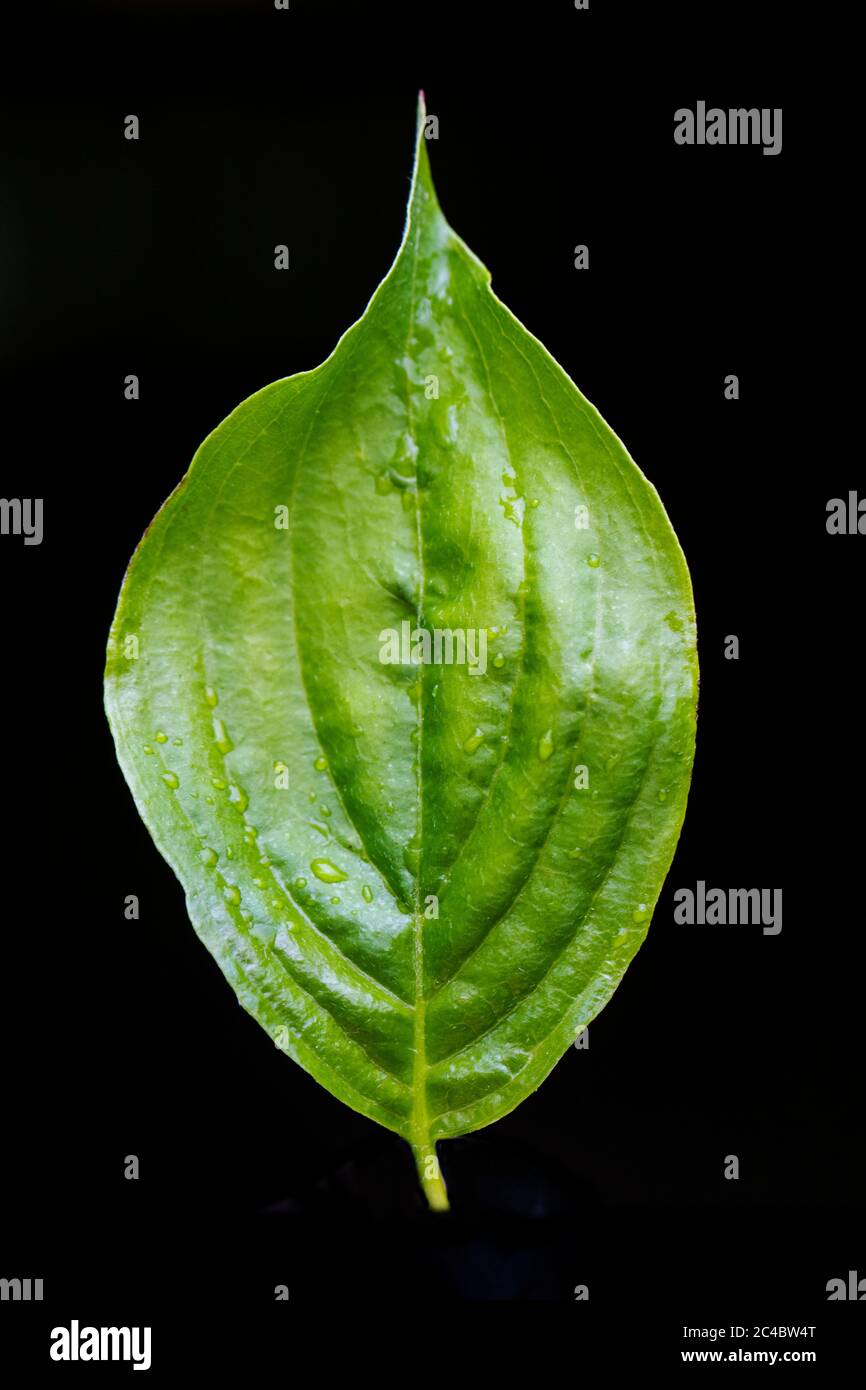 cornelian cherry wood (Cornus mas), leaf against black background ...