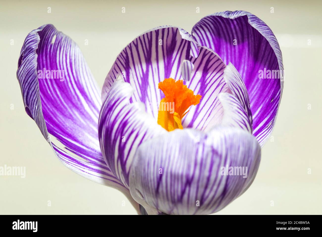 Dutch crocus, spring crocus (Crocus vernus, Crocus neapolitanus ...