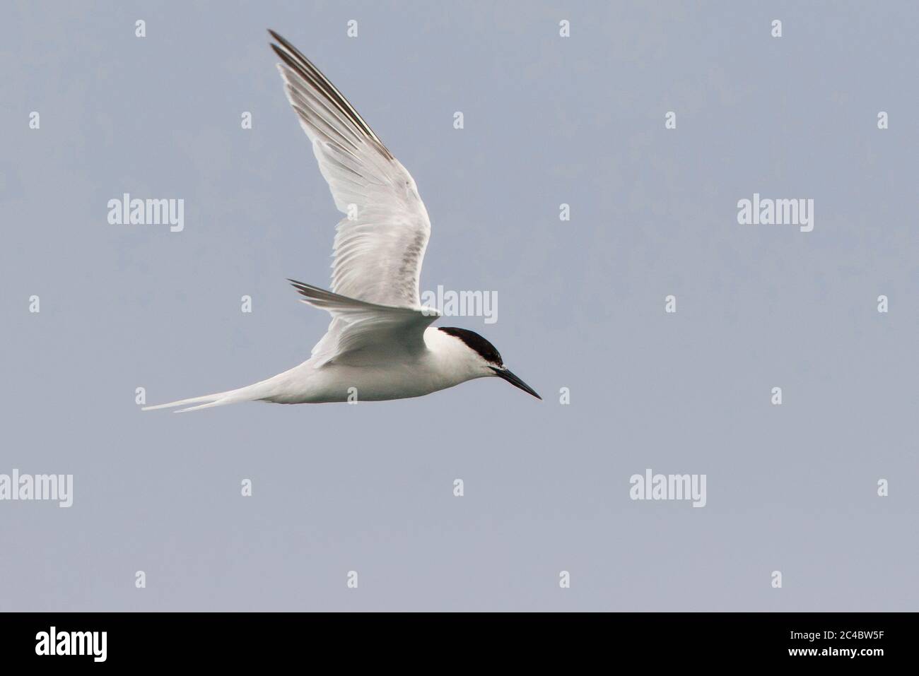 roseate tern (Sterna dougallii), flying in autumn plumage, side view ...