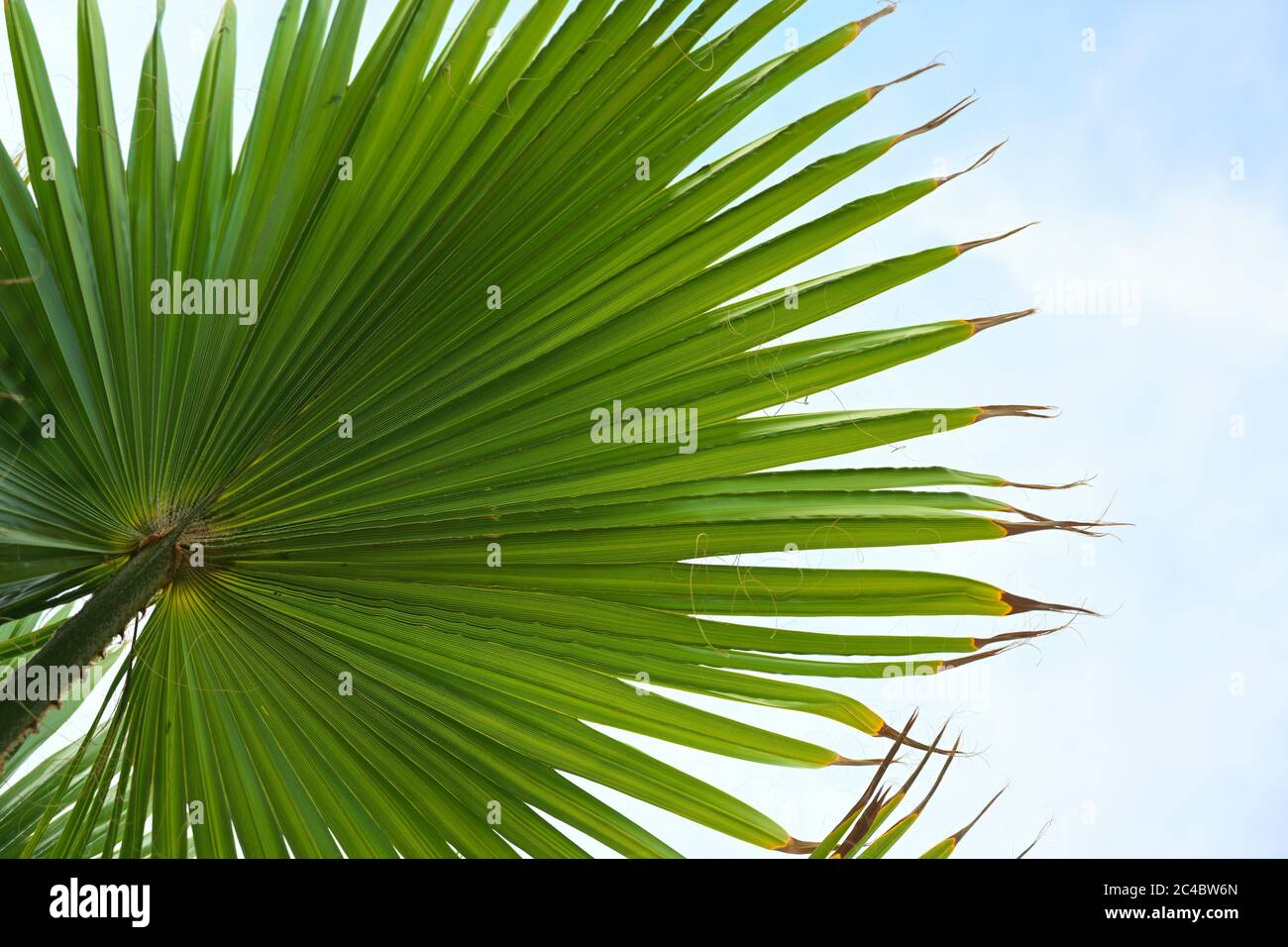 Spiky palm tree hi-res stock photography and images - Alamy