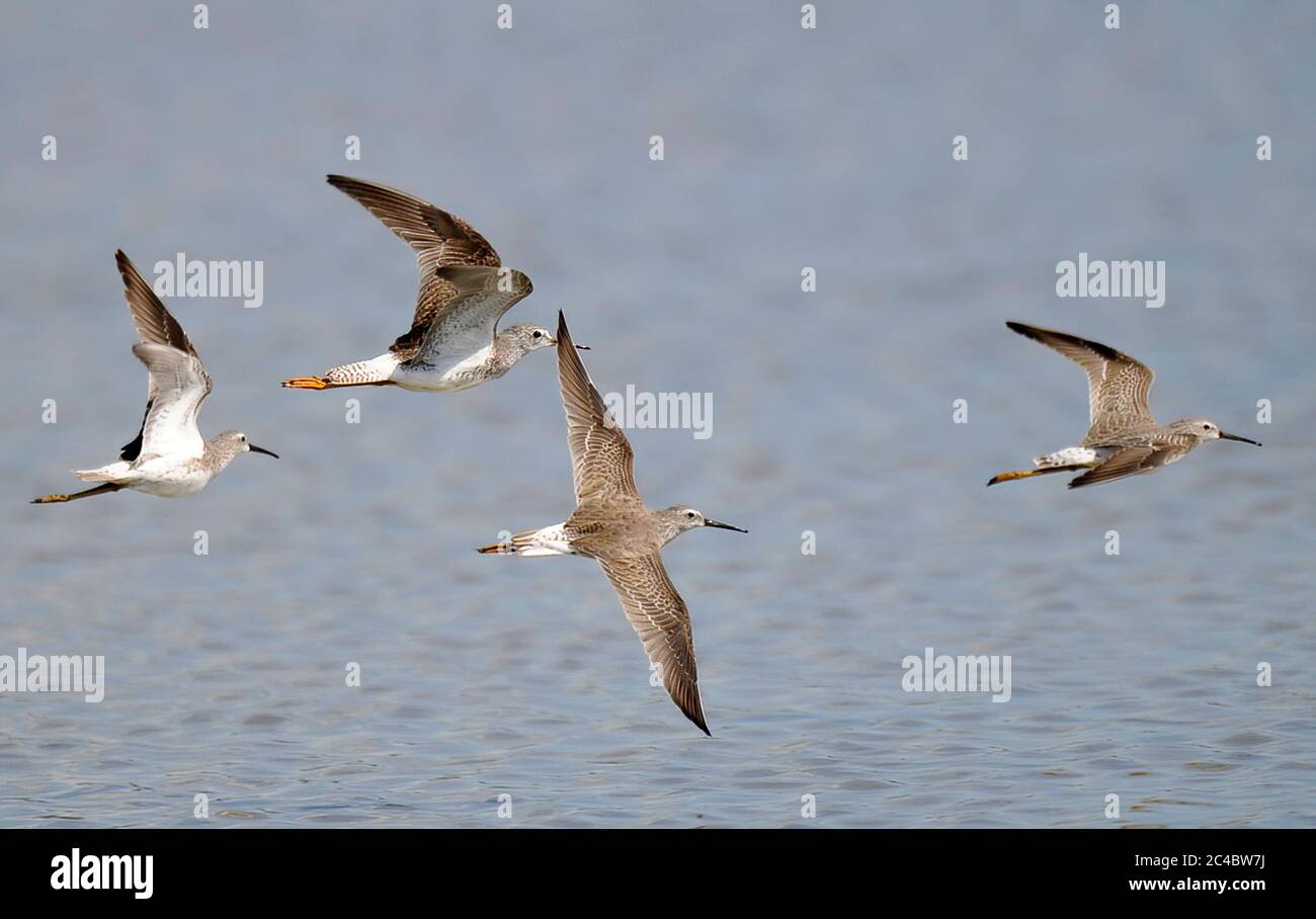 Volando rojo hi-res stock photography and images - Alamy