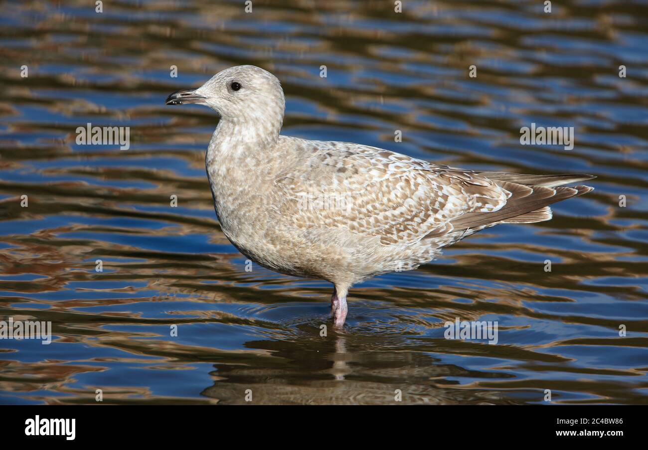 Thayer's gull (Larus thayeri), young bird standing in shallow water ...