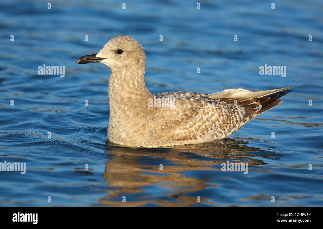 Thayer's gull (Larus thayeri), swimming young bird, side view, USA ...