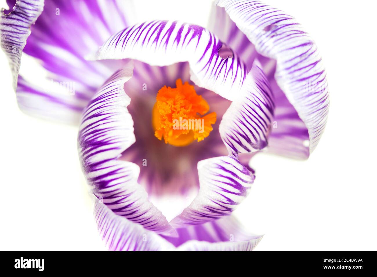 Ovary cut out hi-res stock photography and images - Alamy