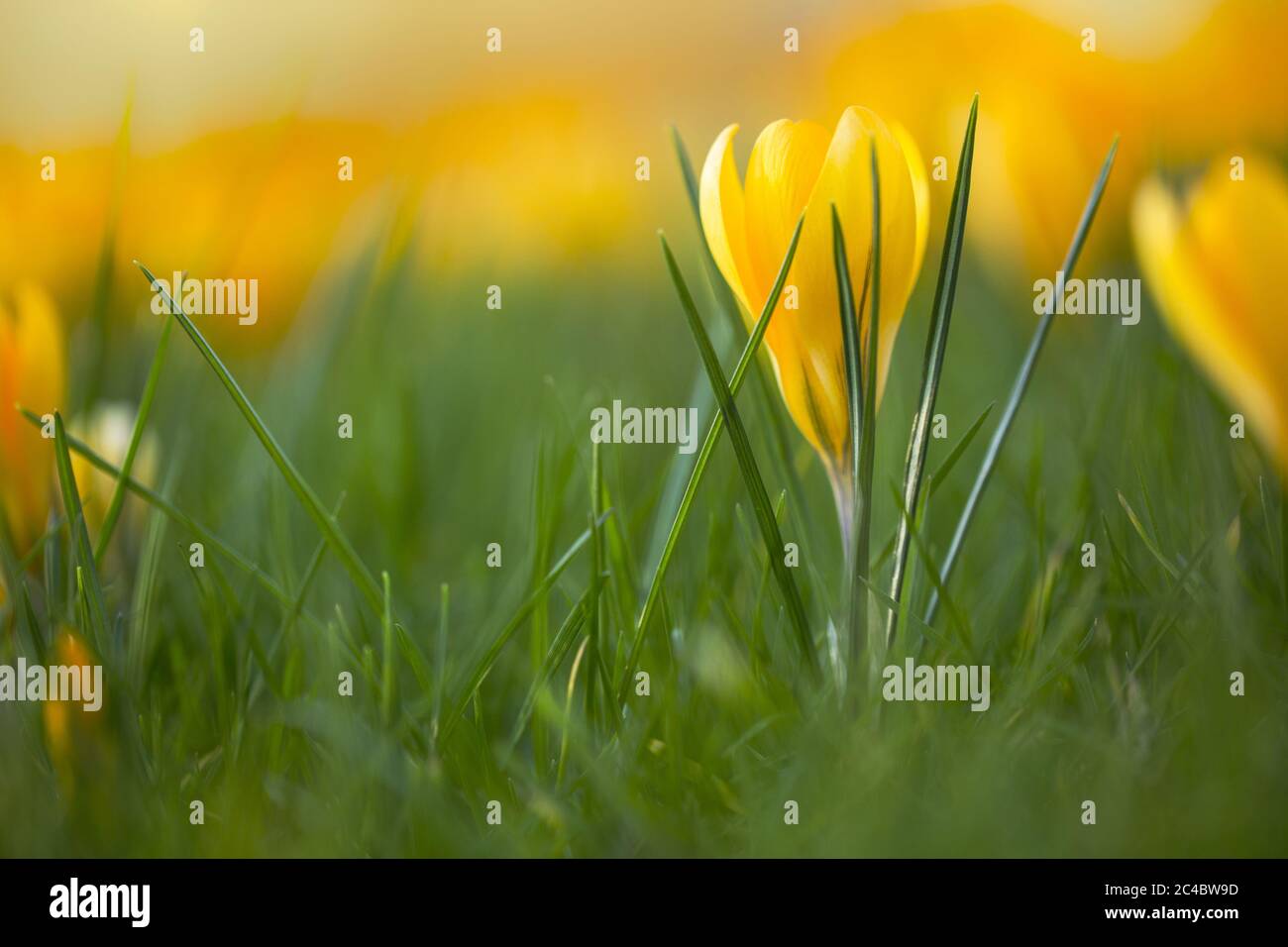 yellow crocus (Crocus spec.), blooming in a lawn, Netherlands Stock ...