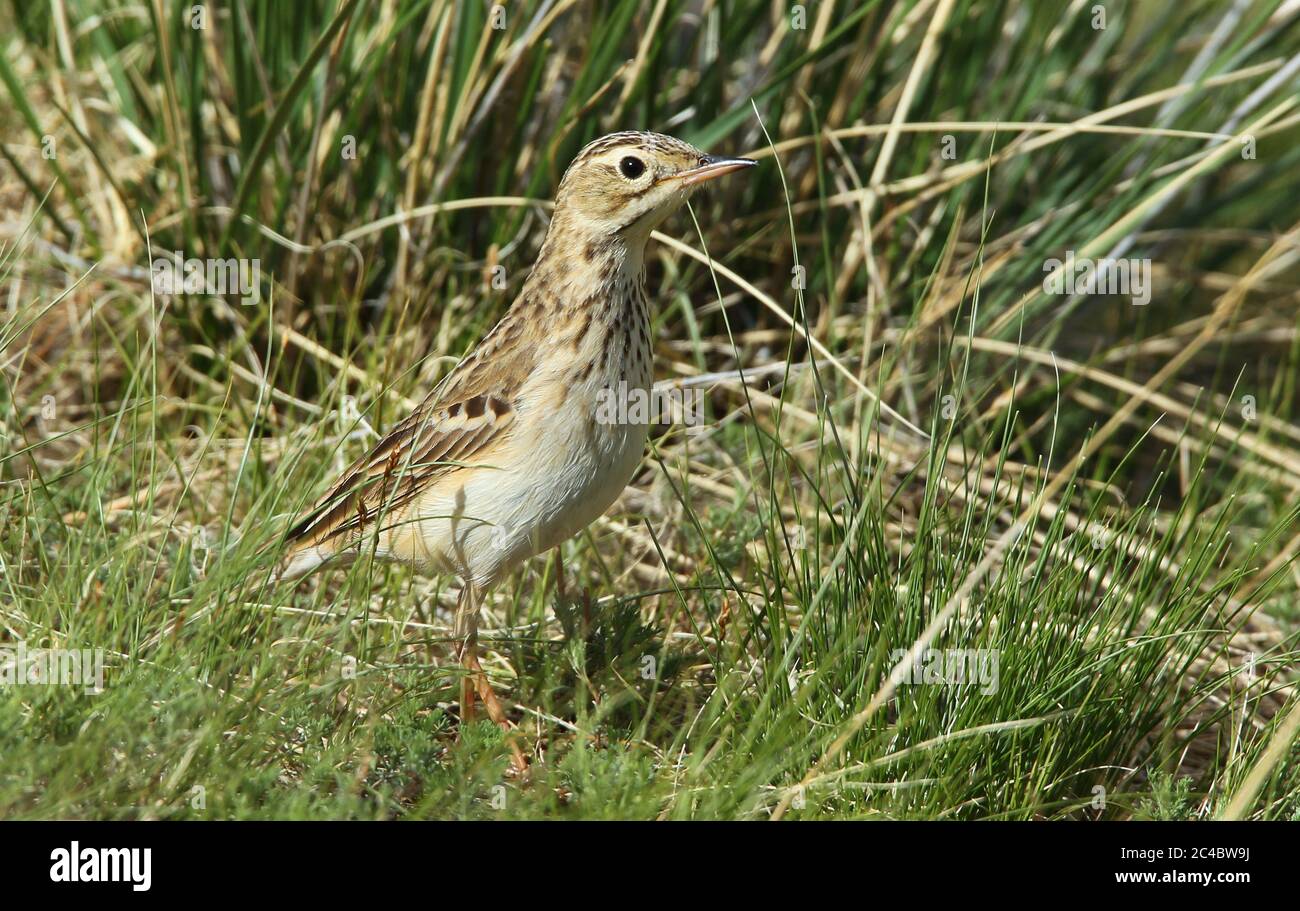 Blyth's pitpit (Anthus godlewskii), perching on grass, side view ...