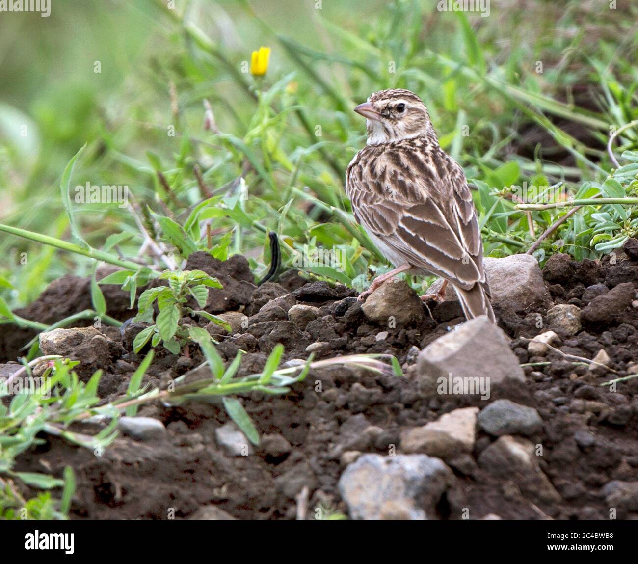 Athi plains hi-res stock photography and images - Alamy