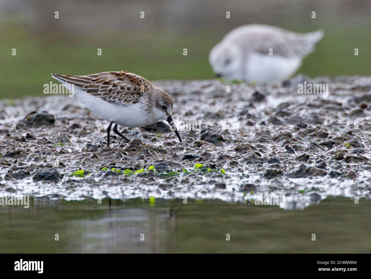 Wading birds of north america hi-res stock photography and images - Alamy