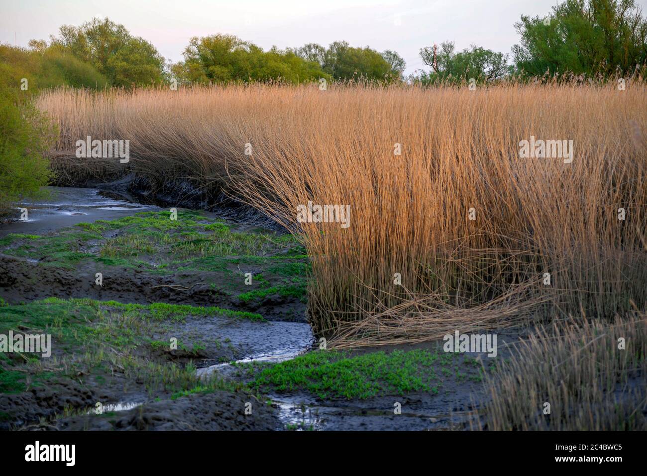 Freshwater wetland zones hi-res stock photography and images - Alamy