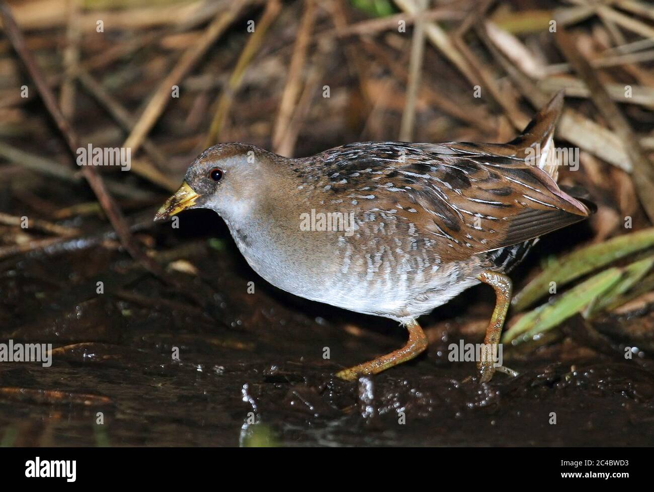 Sora crake (Porzana carolina), foraging at the waterside, side view ...
