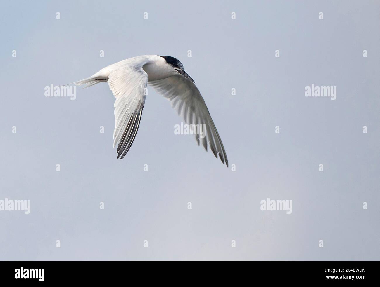 roseate tern (Sterna dougallii), in flight, side view, Portugal, Azores ...