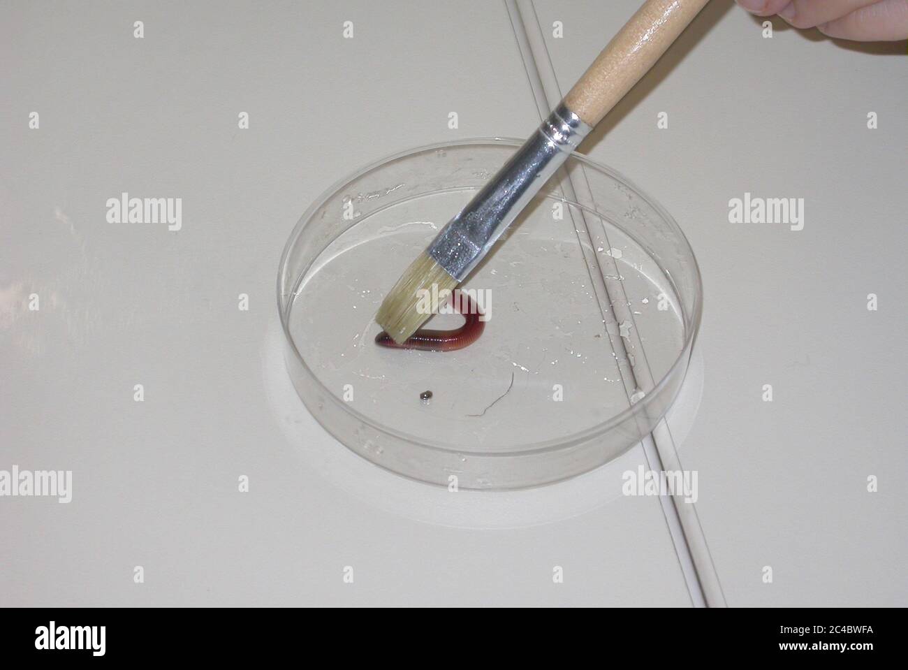 common earthworm, earthworm; lob worm, dew worm, squirreltail worm ...