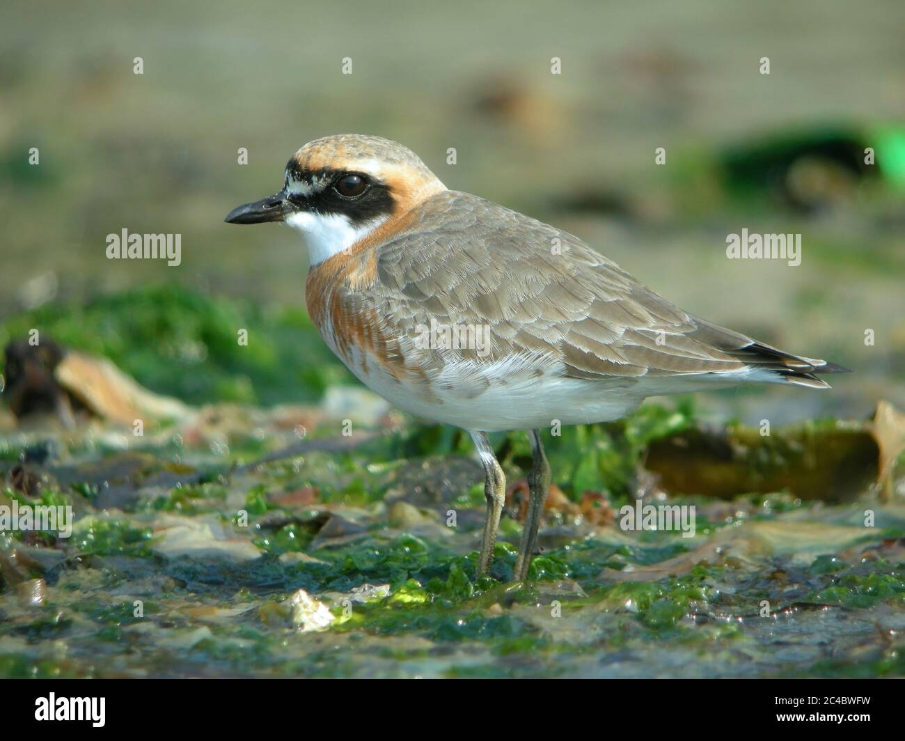 Lesser sand plover (Charadrius mongolus), male foraging on the beach ...