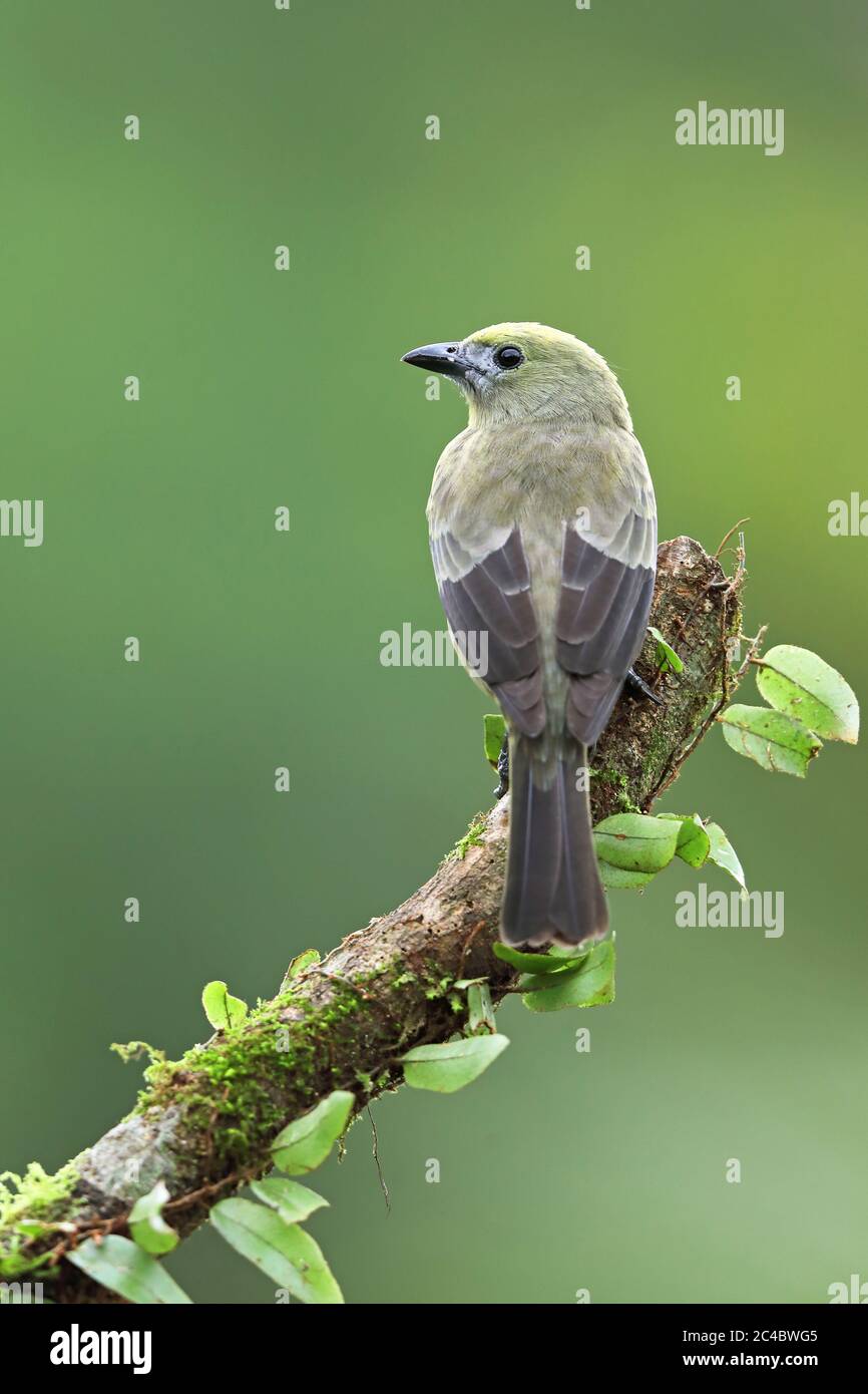palm tanager (Thraupis palmarum), perching on a branch, side view ...