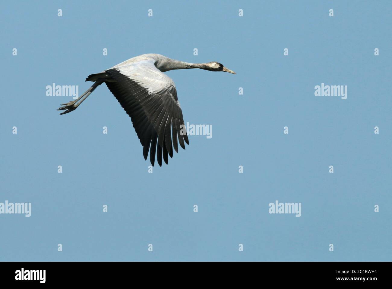 Crane with wings outstretched in flight hi-res stock photography and ...