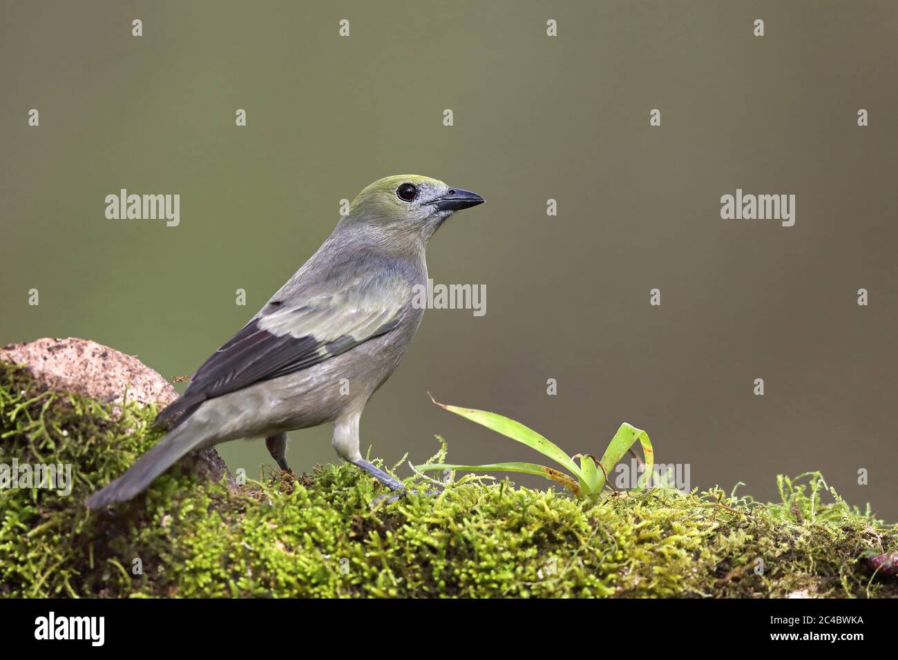 palm tanager (Thraupis palmarum), perching on mossy dead wood, side ...
