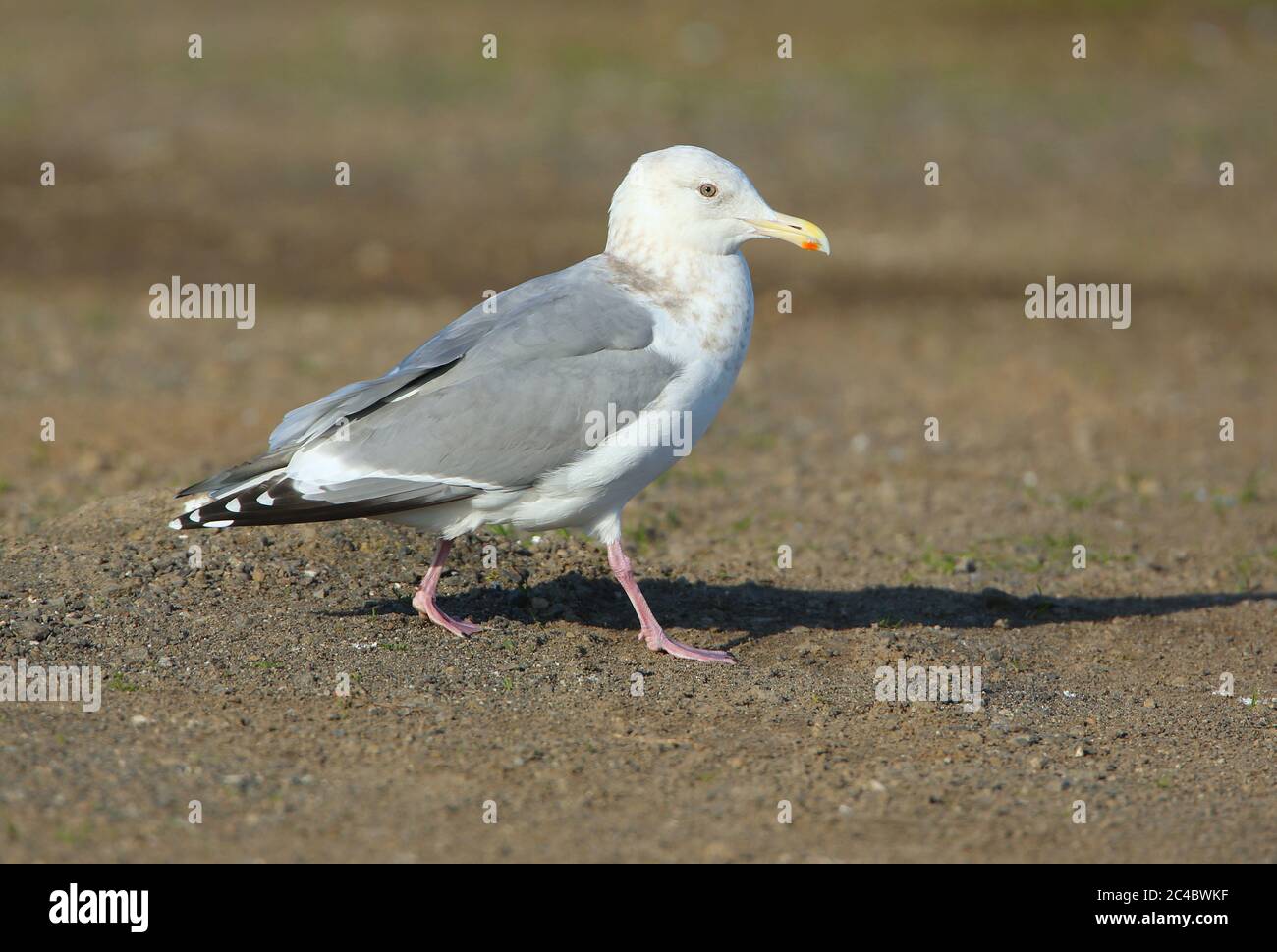 Thayer's gull (Larus thayeri), in winter plumage walking on the ground ...