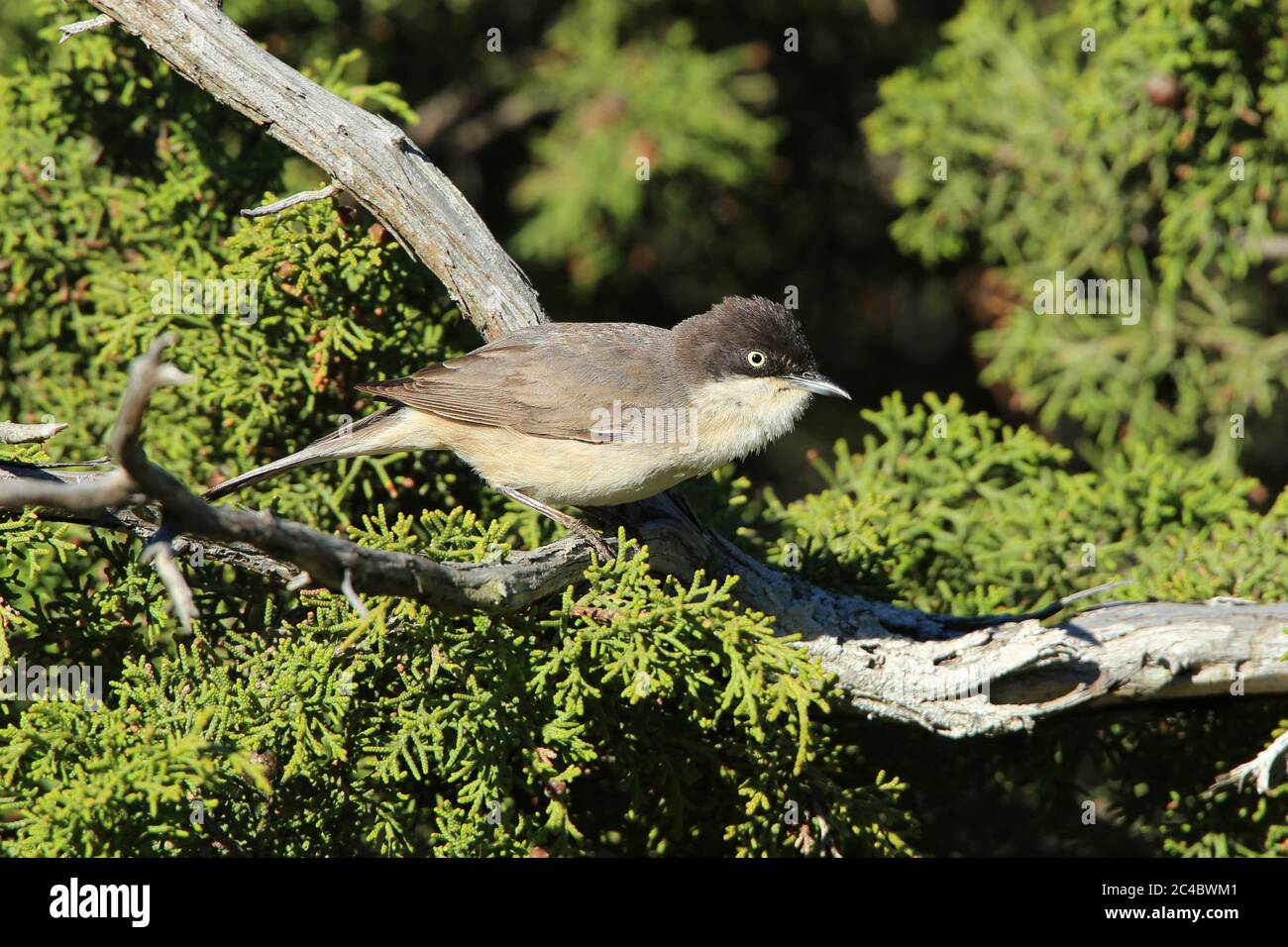 orphean warbler (Sylvia hortensis), male on a juniper, France, Saint ...
