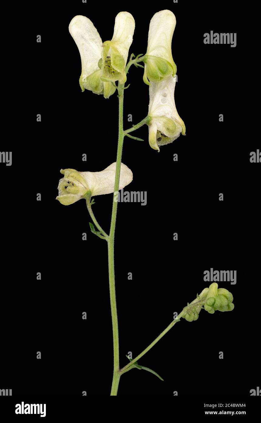 Wolfs bane hi-res stock photography and images - Alamy