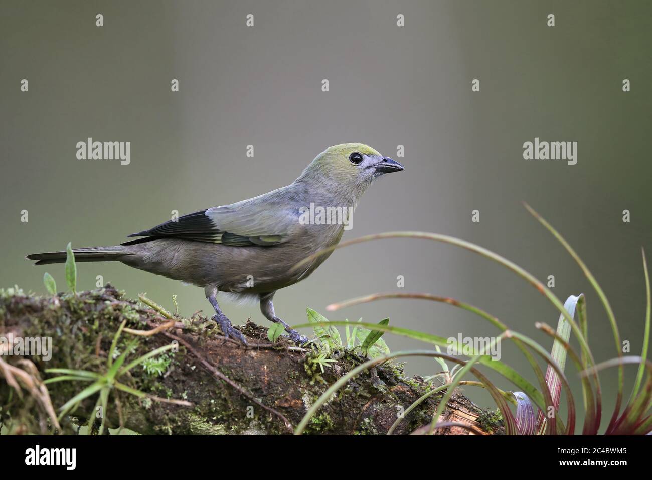 palm tanager (Thraupis palmarum), perching on dead wood, side view ...