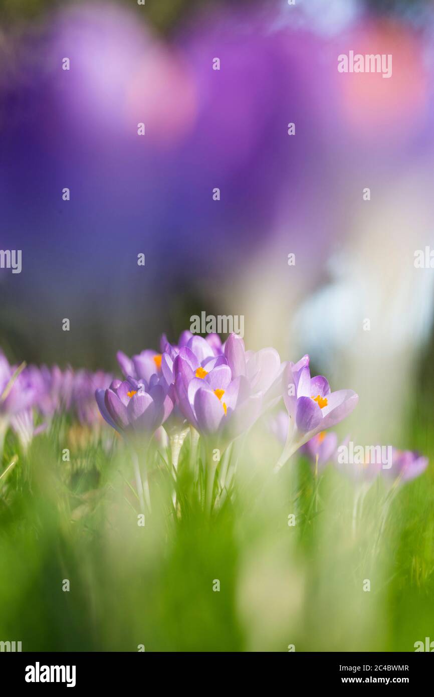 Early Crocus, Woodland crocus, Tomasini's crocus (Crocus tommasinianus ...