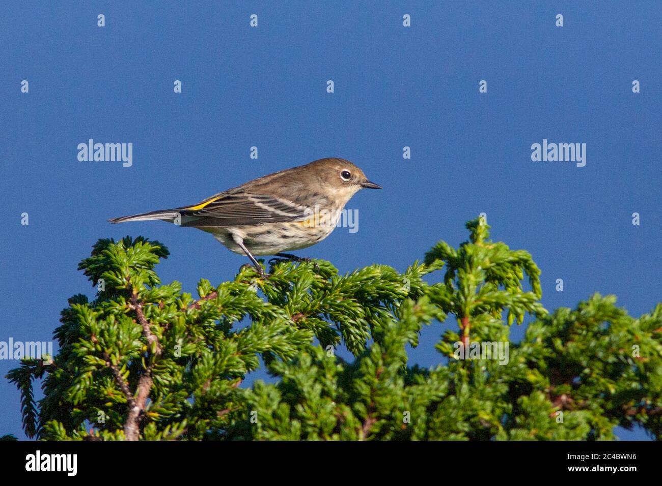 Audubon's warbler, Yellow-rumped Warbler (Setophaga auduboni, Setophaga ...