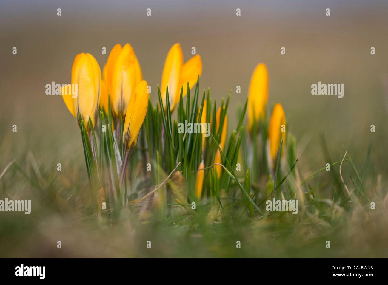 yellow crocus (Crocus spec.), blooming in a lawn, Netherlands Stock ...