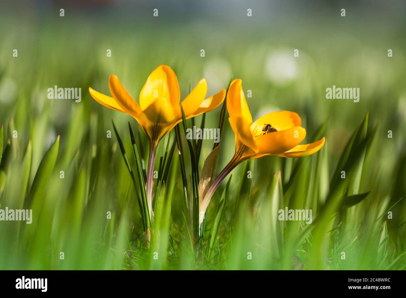 Crocus fields hi-res stock photography and images - Alamy